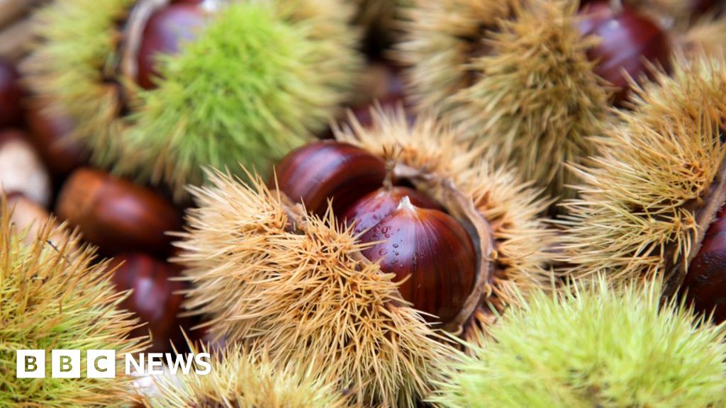 Chestnut-killing wasp threatens major harvest - BBC News