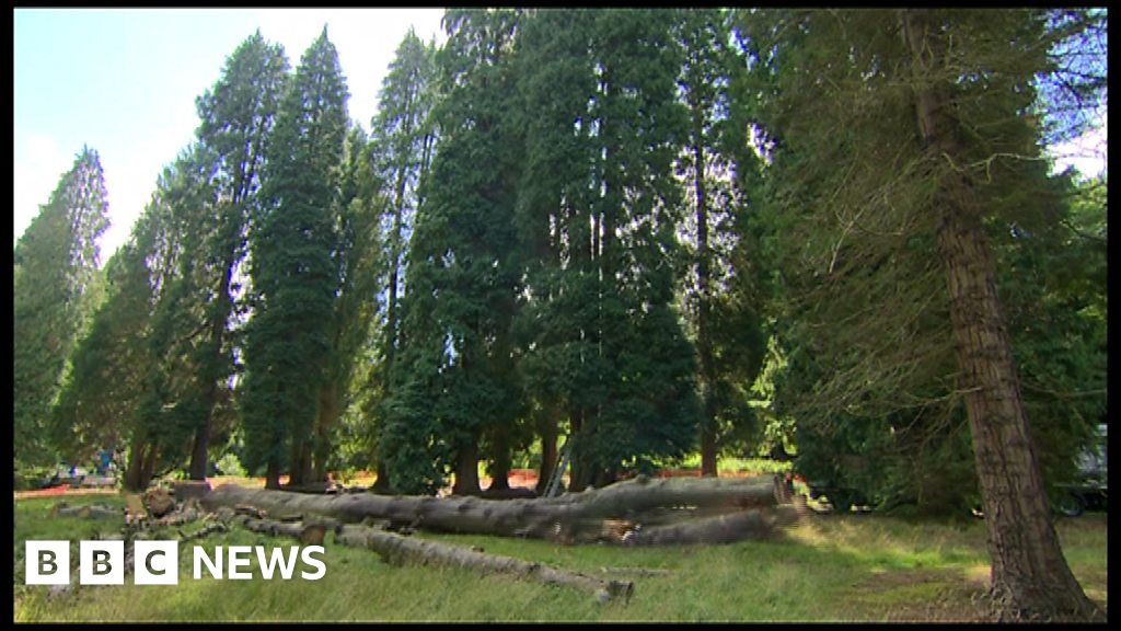 Disease-ridden 'Old Man of Kent' is felled after 176 years - BBC News
