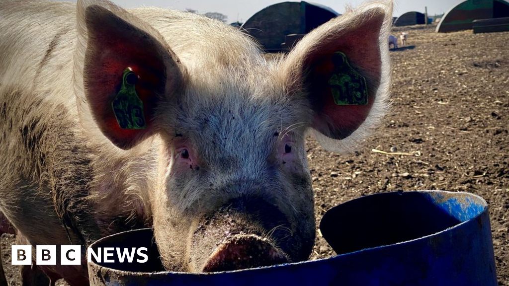 Brexit: Businesses find 'teething problems' trading with the EU