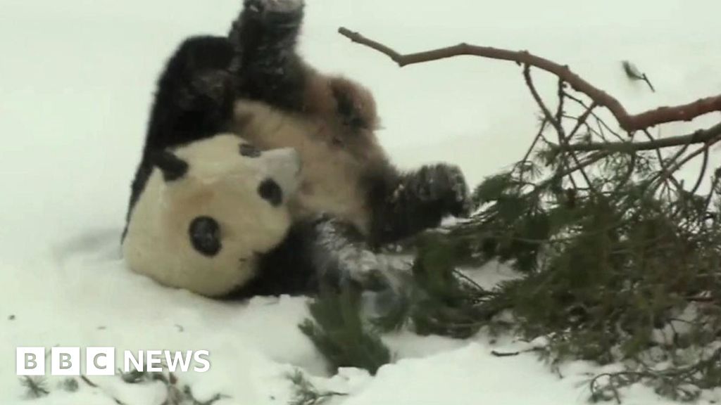Finland's new pandas enjoy snow - BBC News