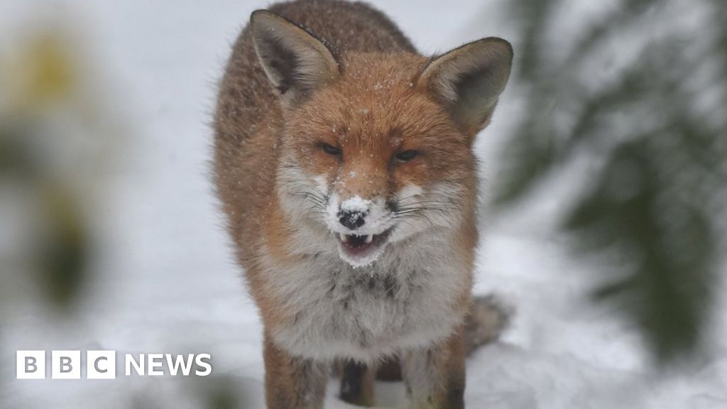Foxes frustrate Belgian broadcasters - BBC News