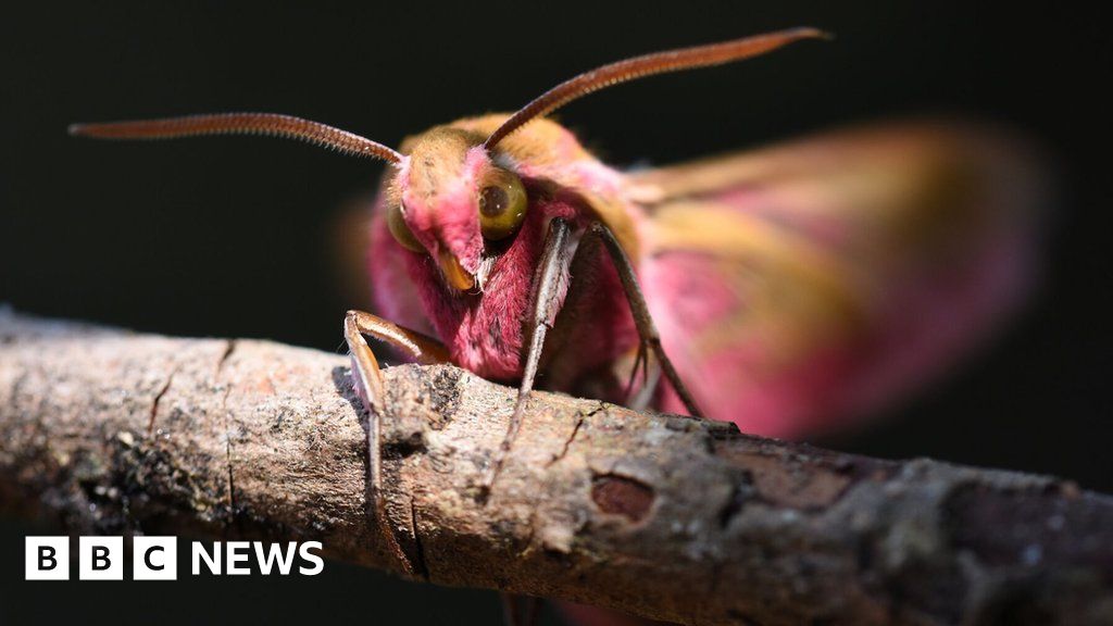 Beastie joys: Photographer's love of Scottish bug life - BBC News