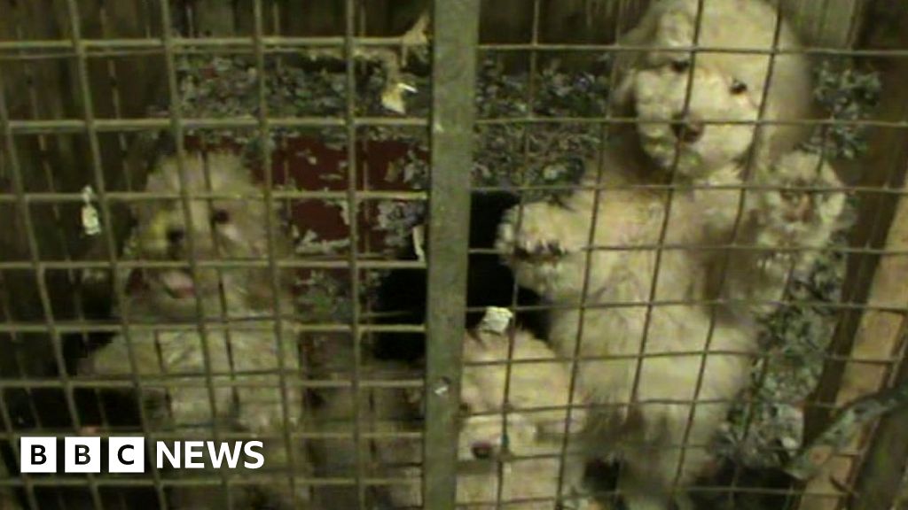 Gang convicted of £300,000 cockerpoo puppy fraud - BBC News