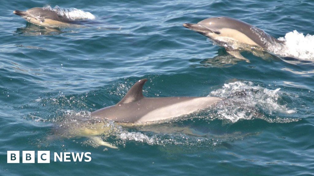 Sea-life reports sought by Cumbrian marine mammal rescuer - BBC News