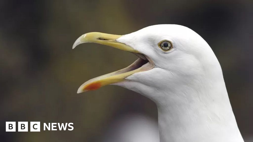 Risk of bird flu outbreak as gull population soars - BBC News