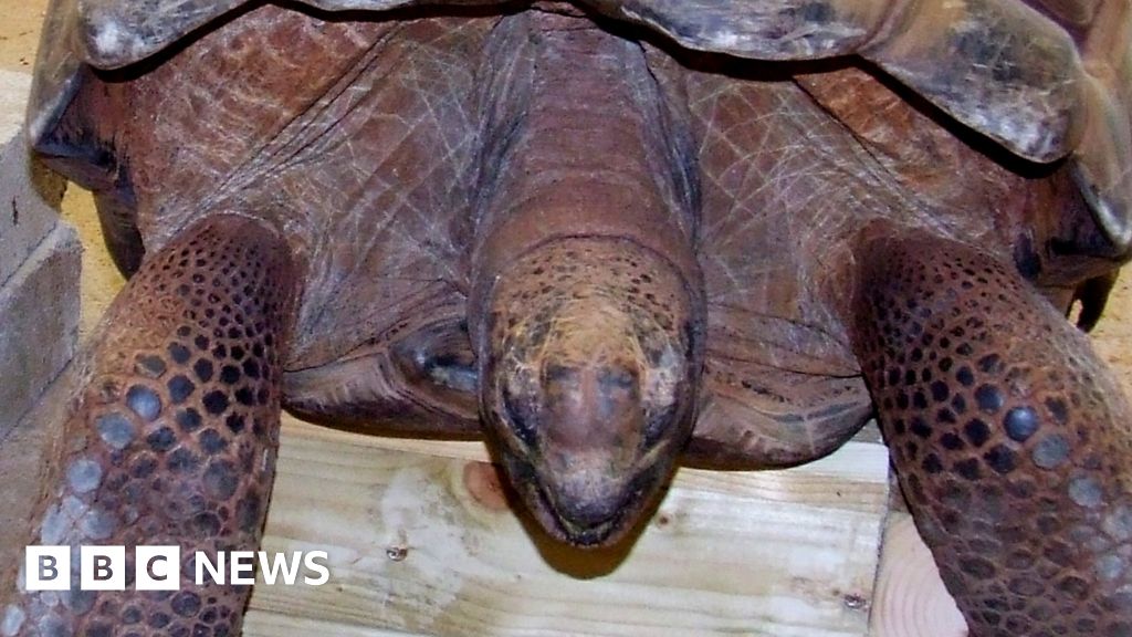 Giant tortoises prove X-ray challenge at Paignton Zoo - BBC News
