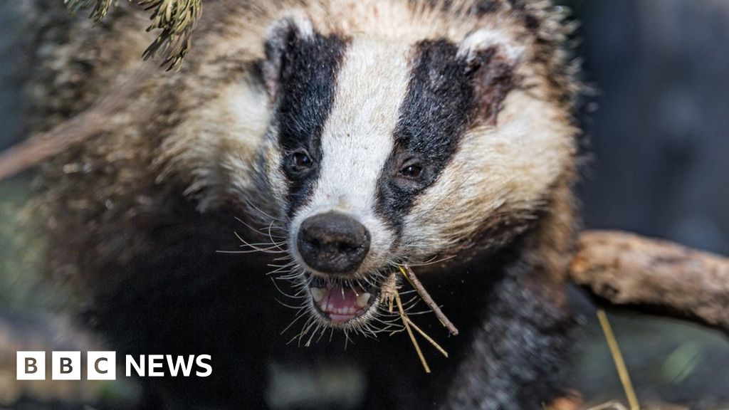 Richmond: Arrest as dead badger found near disturbed sett