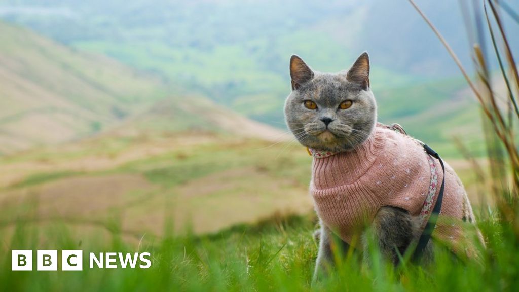 'Walking my cat on a lead changed my life'