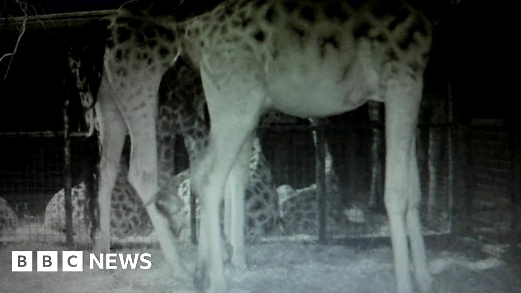 Chester Zoo: Birth of rare giraffe captured on camera - BBC News
