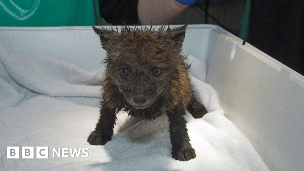 A fox cub covered in petrol and mud is found in a skip - BBC News