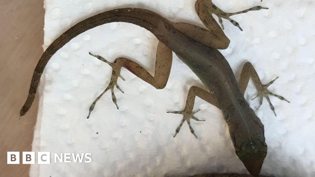 Caribbean lizard found in Essex family's suitcase - BBC News