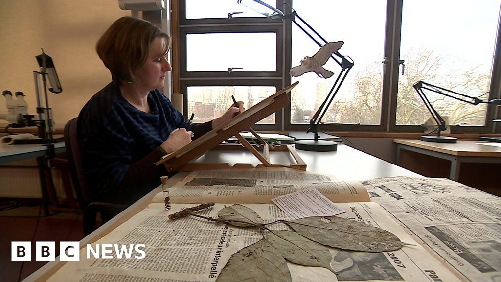 Botanical artist brings rare plants back to life - BBC News