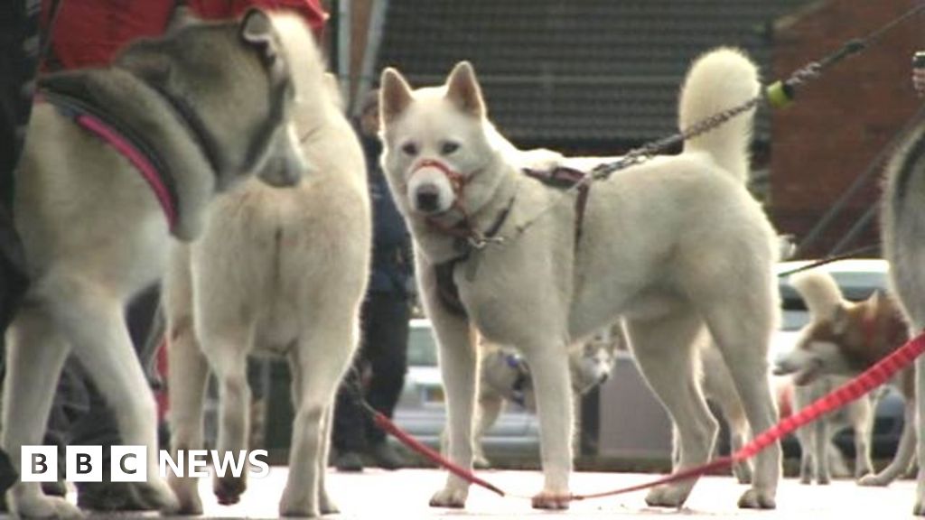 Yorkshire Huskies dog-walking group one of UK's biggest - BBC News