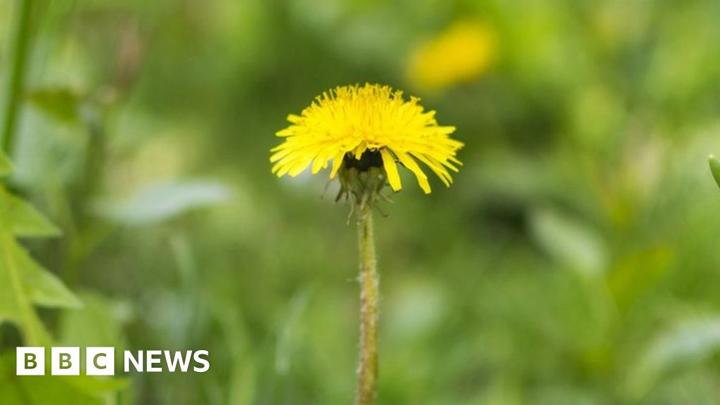 Car parts from weeds: The future of green motoring? - BBC News