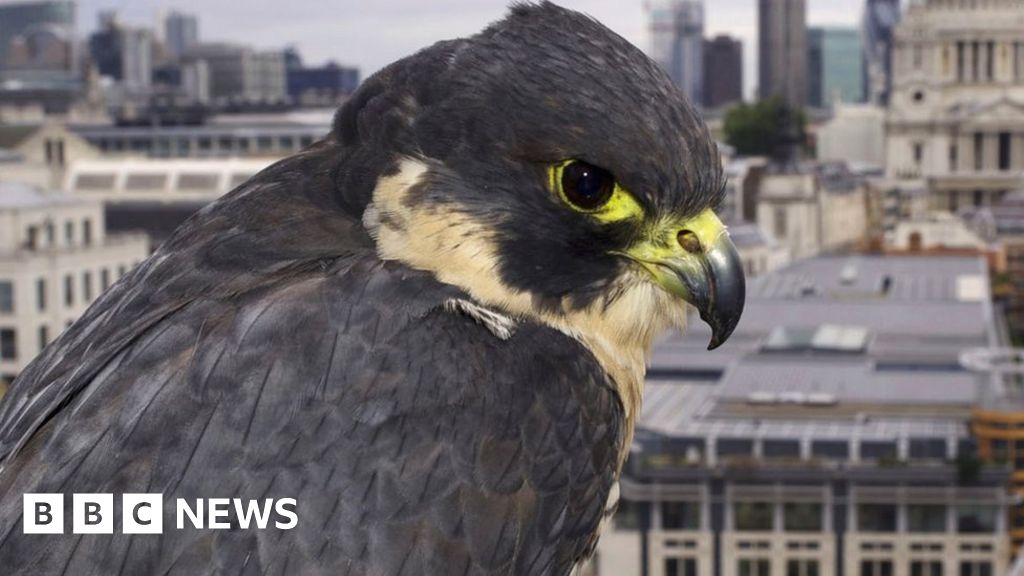 Peregrine falcon found dead in Lytham St Annes 'shot with pellet' - BBC ...