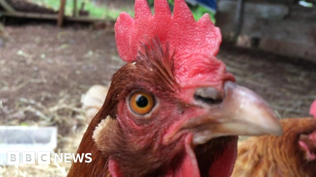 Hens freed as bird flu restrictions ease - BBC News