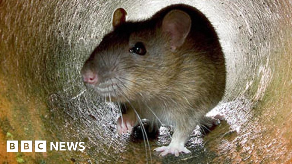 Paris closes parks in major anti-rat campaign - BBC News
