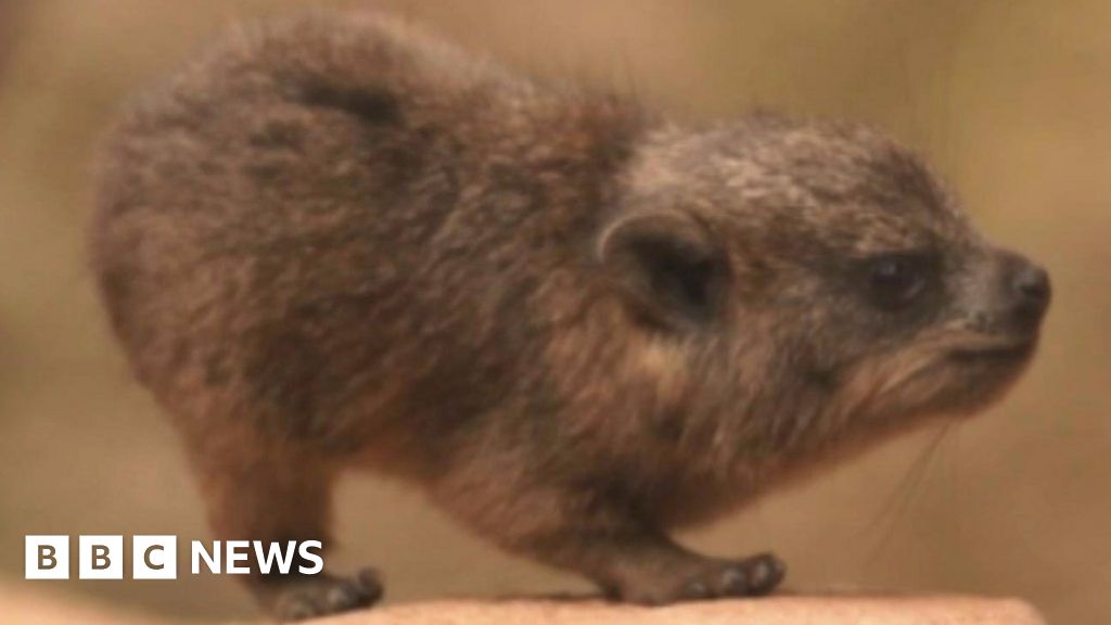 'Rock rabbit' triplets debut at Chester Zoo - BBC News