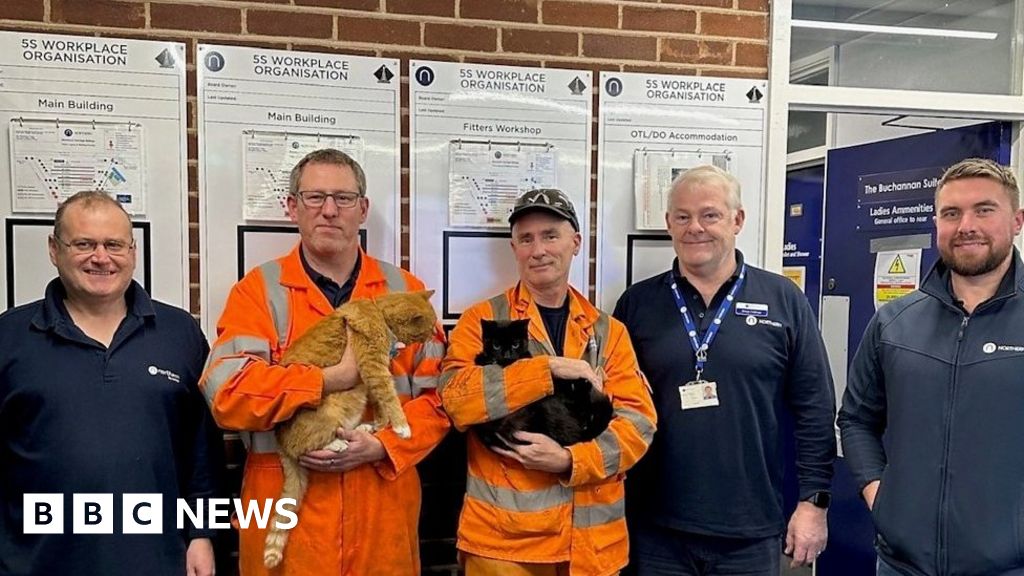 Stray cats find forever home with Blackpool rail staff