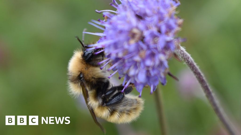 Sightings sought of one of UK's rarest bumblebees - BBC News