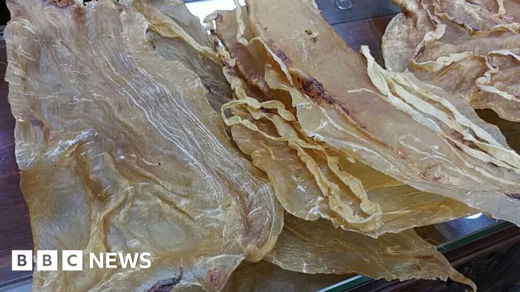 China accuses 11 of smuggling totoaba swim fish bladder - BBC News