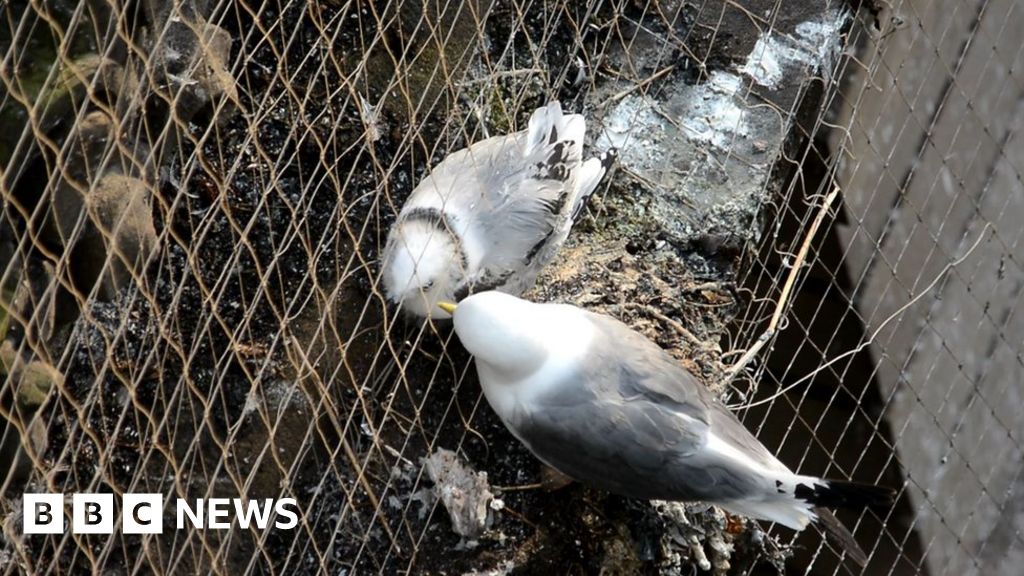 Endangered birds' 'miserable deaths' in Newcastle netting - BBC News