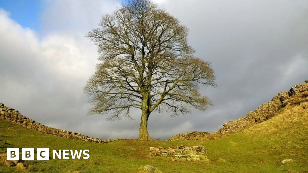 Sycamore Gap: Using legacy of Hadrian's Wall tree to save others - BBC News
