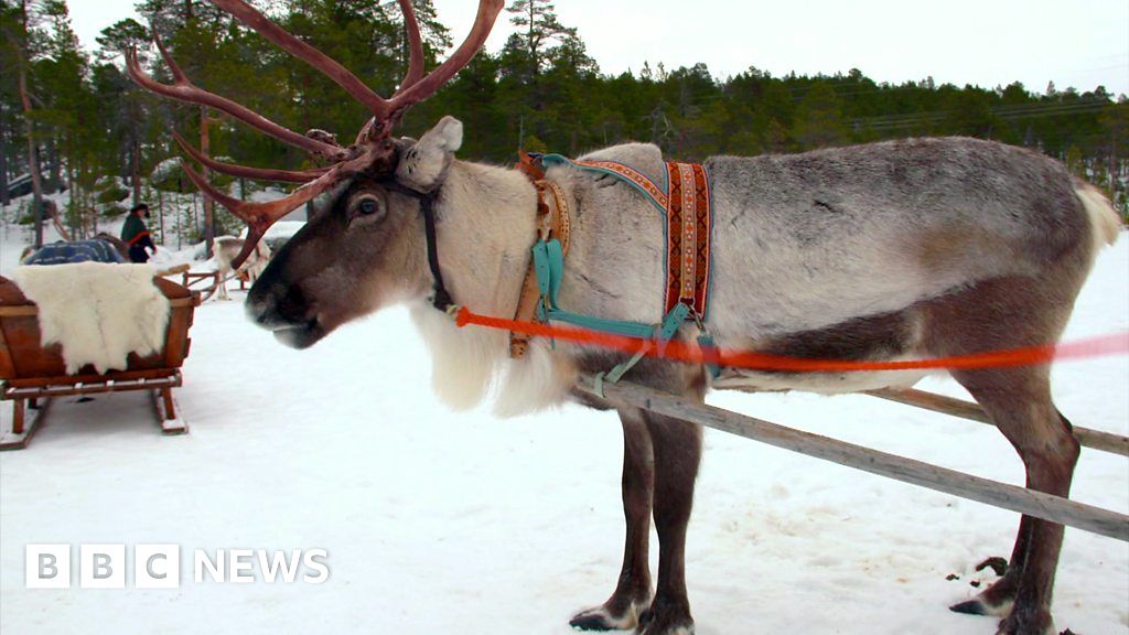 BBC reporter struggles to 'start' reindeer on sleigh ride