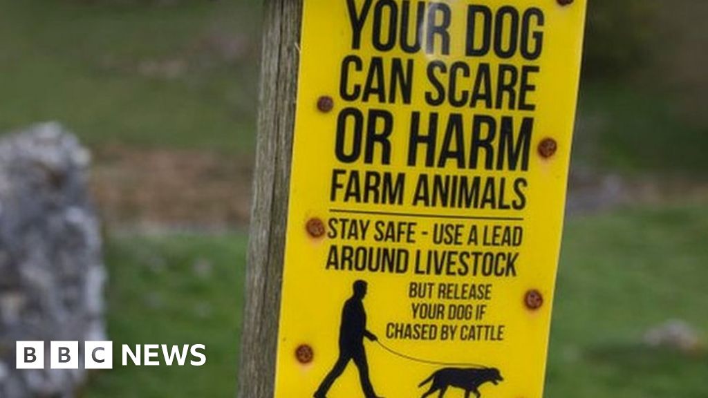 Huge rise in dog attacks on sheep