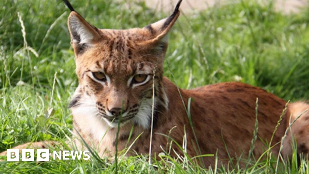 Lynx still on the loose from Dartmoor Zoo - BBC News