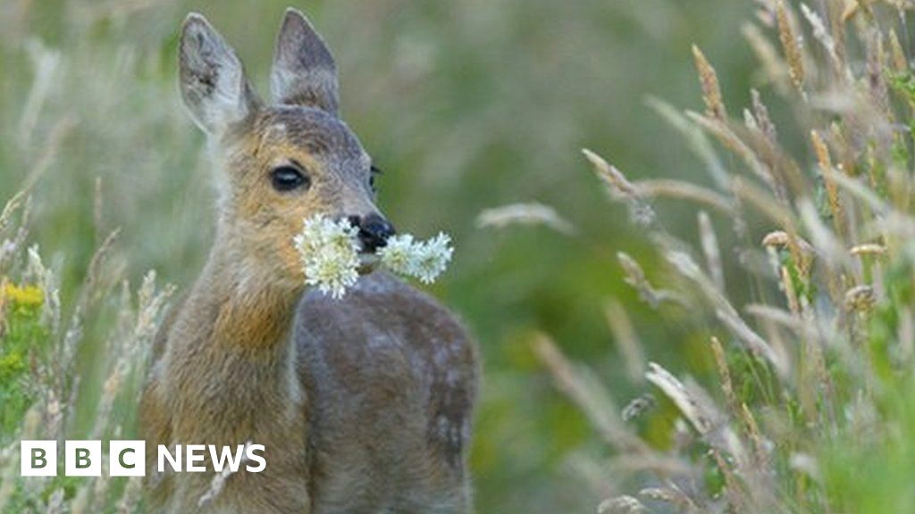 Wild shots: Scottish nature photography award winners