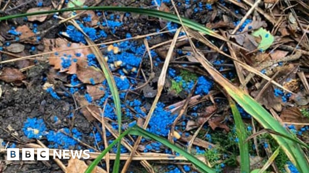 Isle of Wight dogs owners warned after pets 'poisoned' at park - BBC News