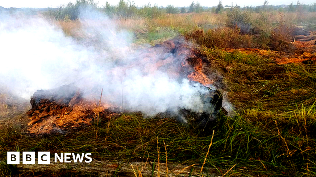 'Arson' attack destroys 10,000-year-old trees at Salford nature reserve