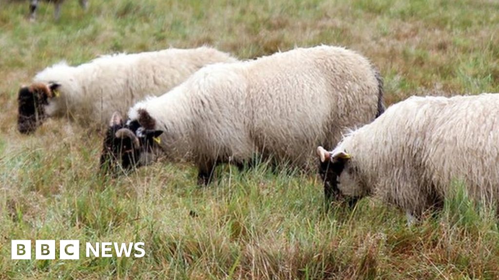 Four sheep die after being chased by dogs in Cotswolds - BBC News