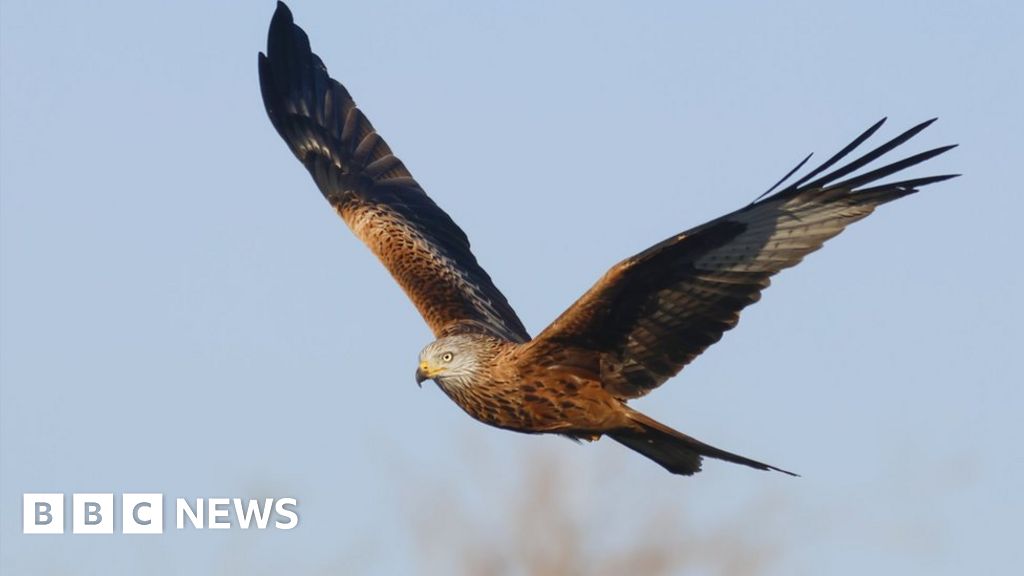 Red kite numbers soar in Cambridgeshire after they steal meat at zoo ...