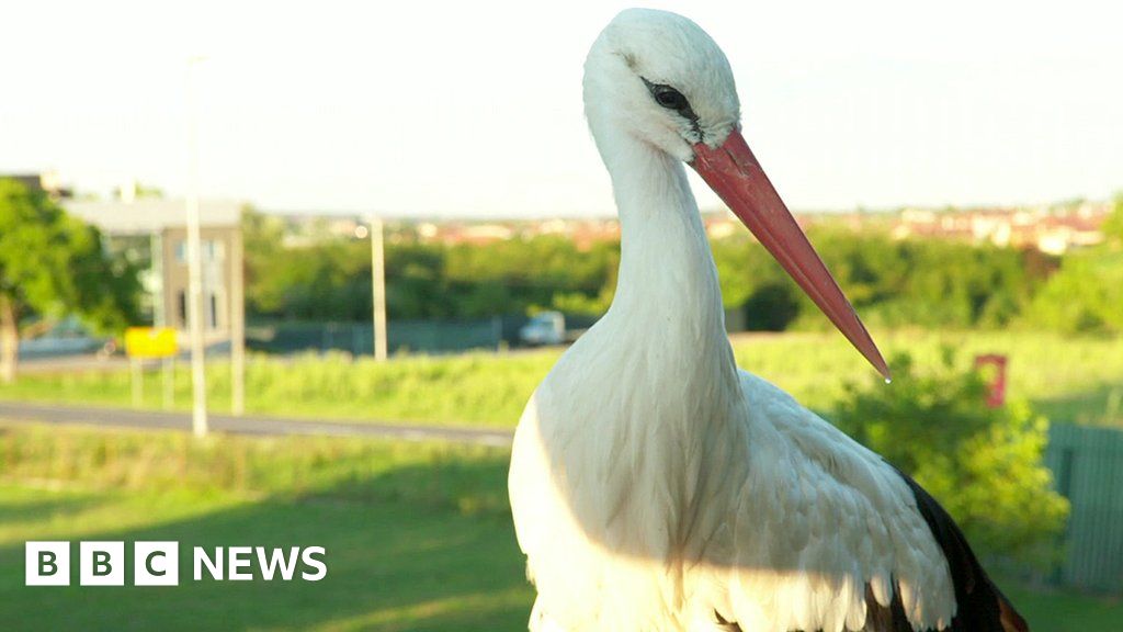 Dedicated to Malena: The man who adopted a stork - BBC News