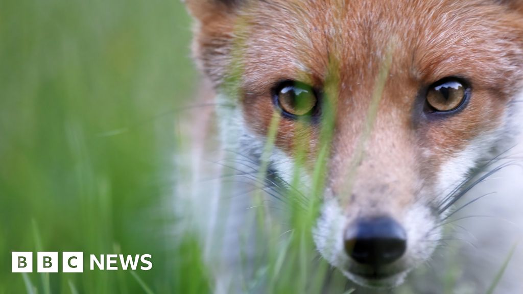 Man cleared of illegally hunting fox with dogs near Kelso - BBC News