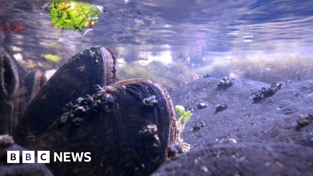 Bid to save rare freshwater river mussel in Wales - BBC News