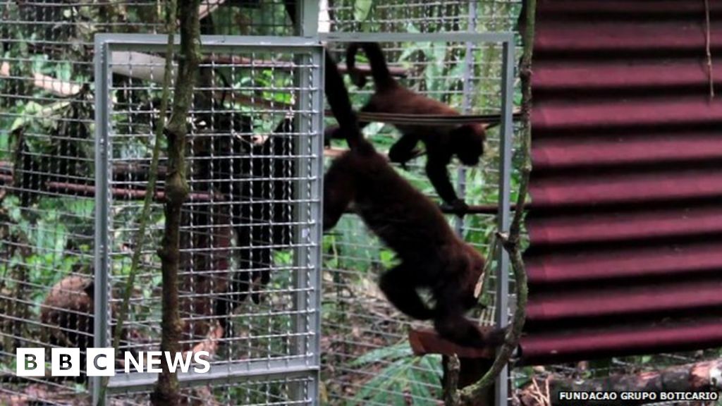 Monkeys freed in Rio park after eight months in lab - BBC News