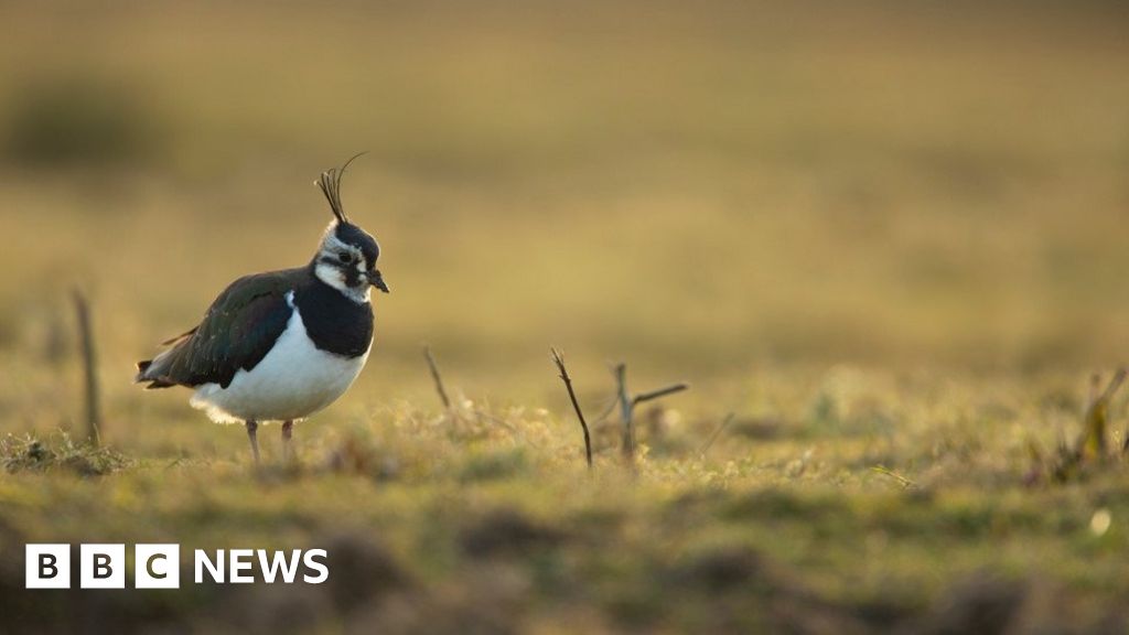 Dover: Site transformed into wetland habitat for rare species