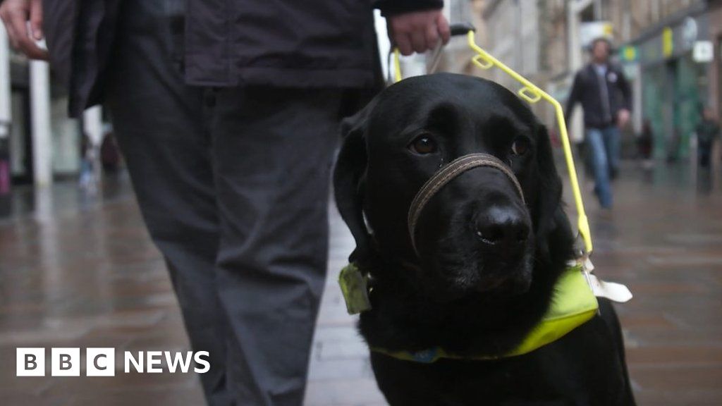 Guide dog Winnie is 'the star of my life' - BBC News