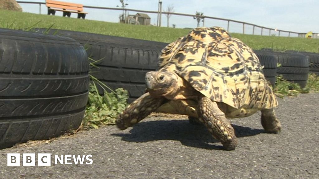 Bertie the bolt: Durham's record breaking tortoise - BBC News
