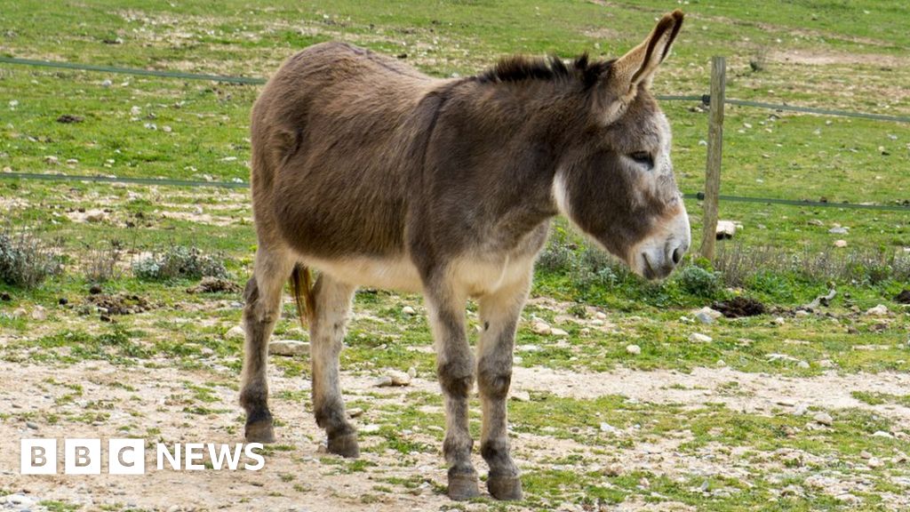 Apology after Barry church nativity donkey bites child - BBC News