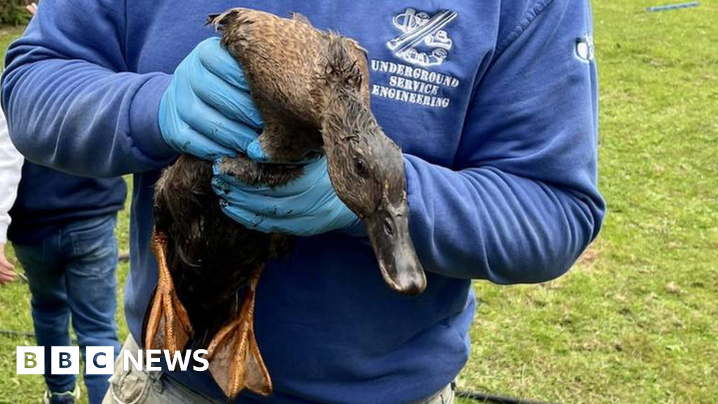 Isle of Wight: Duck stuck in drain pipe 'doing well' after rescue - BBC News