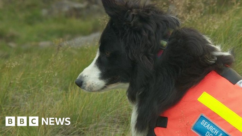 Peak District puppies trained in art of mountain rescue - BBC News