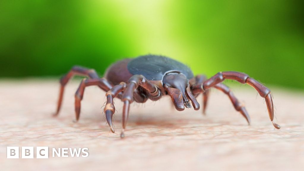 Lyme disease: Older white women 'at highest risk'