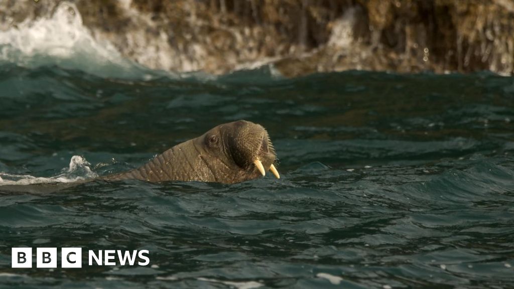 Wally the walrus: Arctic animal spotted for first time in Cornwall ...