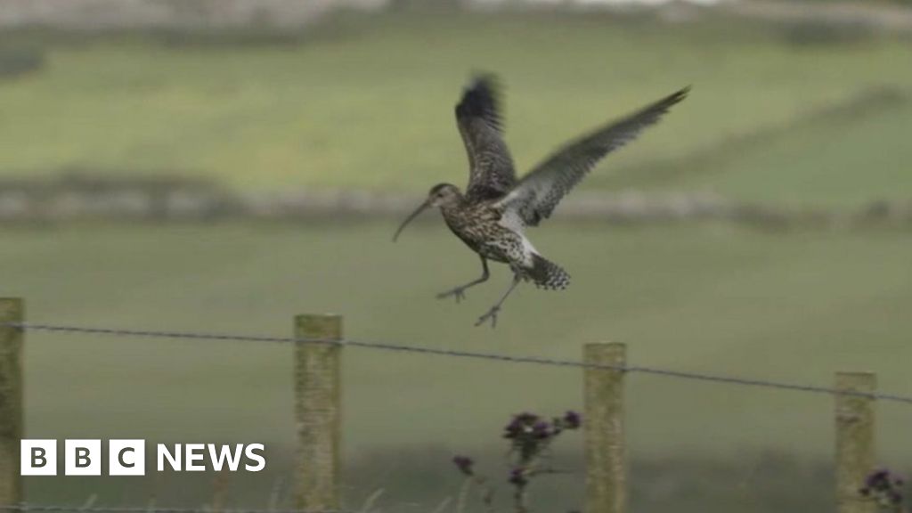 Biodiversity: Fears over curlew birds declining - BBC News