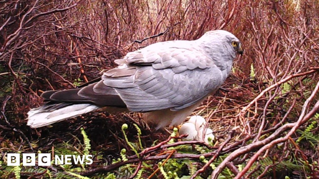 Scottish hen harrier behaviour first caught on camera - BBC News