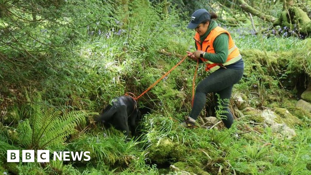 Specially-trained dogs sniff out invasive crayfish